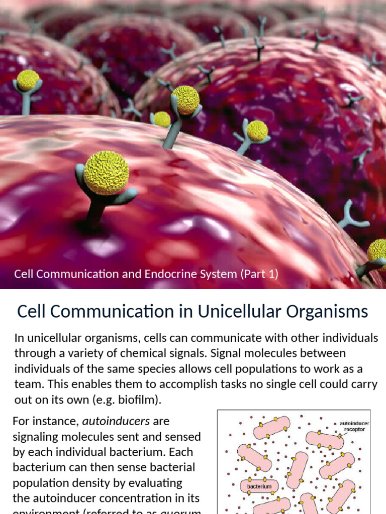 BZHW24 Lecture 11 - Cell Communication Endocrine System Part 1 | PDF