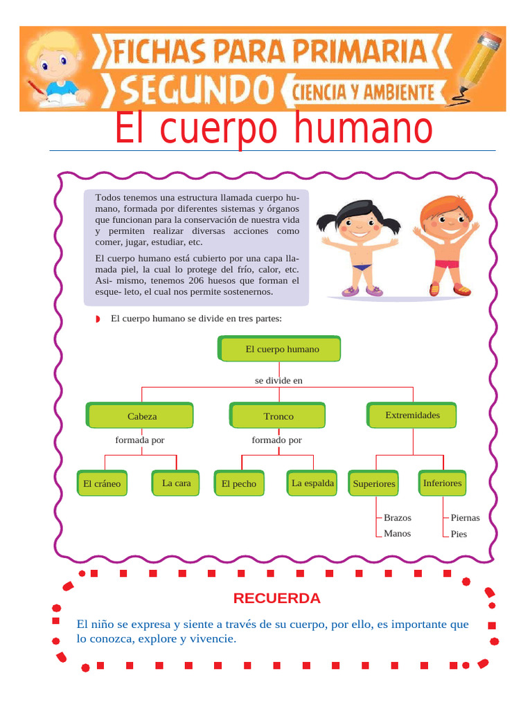 Cuerpo Humano Para Segundo De Primaria Pdf
