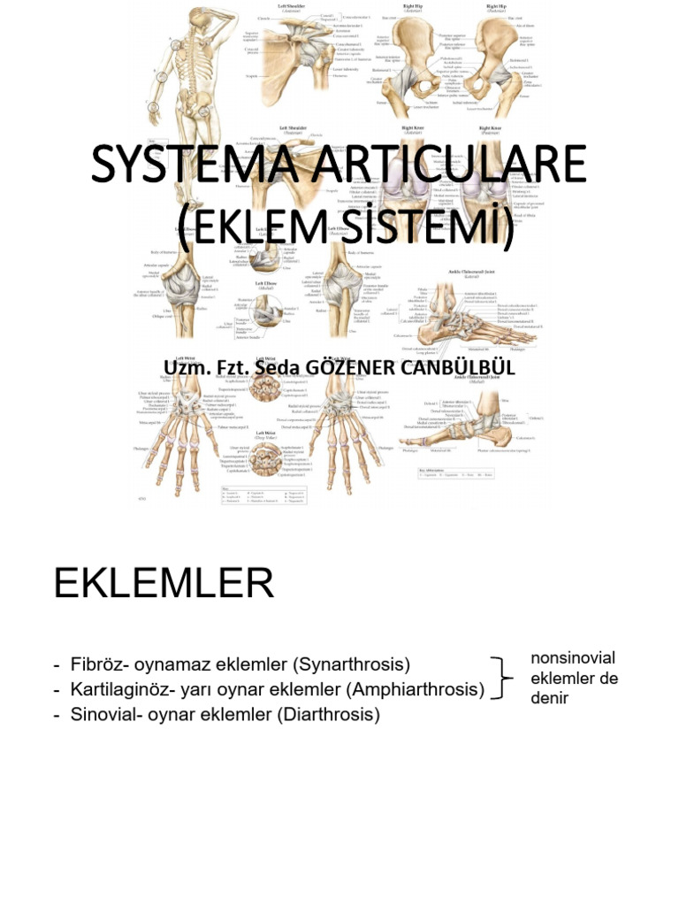 Ders Eklem Tipleri - Vertebral Kolon EKLEMLER | PDF