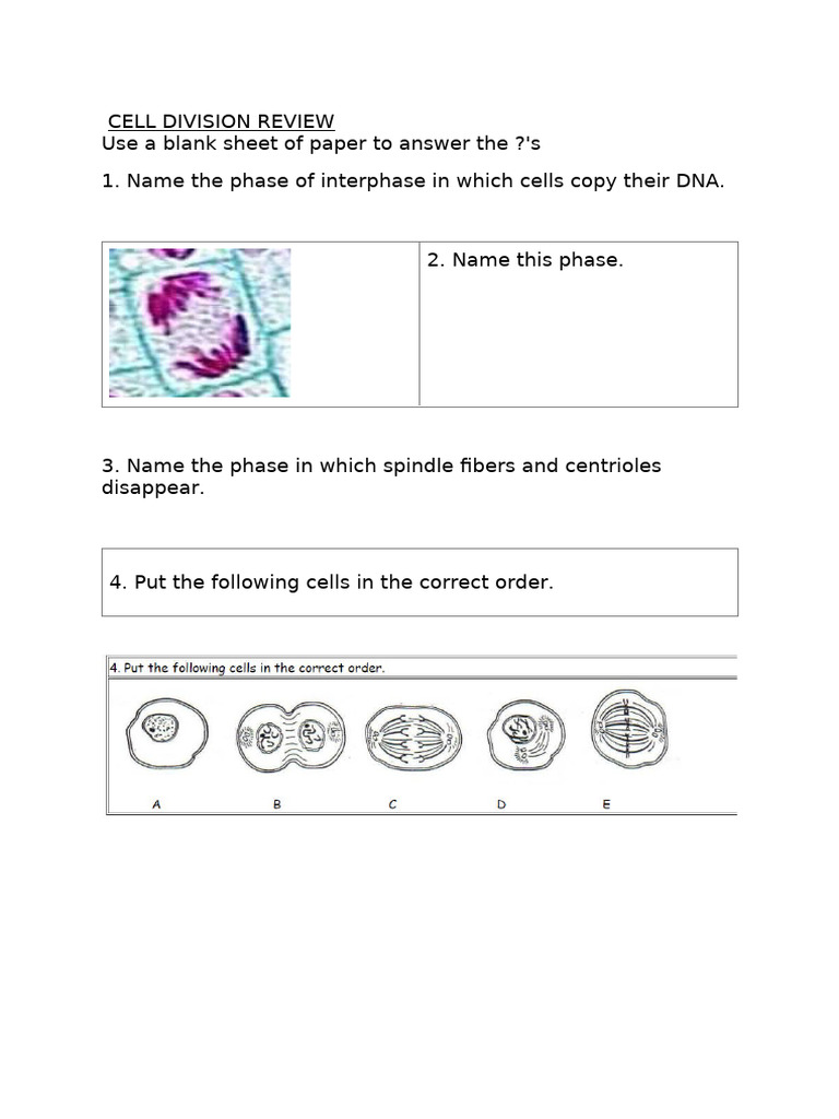 Mitosis Quiz | PDF