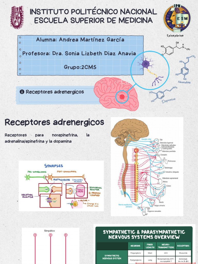 Receptores Adrenergicos | PDF