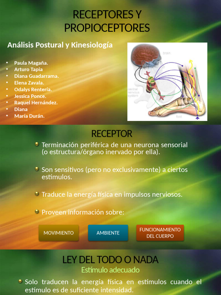 Receptores y Propioceptores | PDF