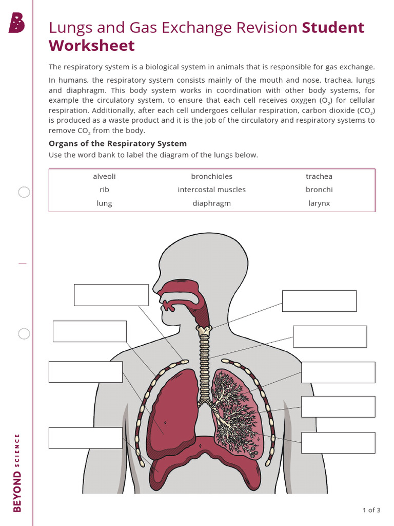 Lungs and Gas Exchange Activity | PDF