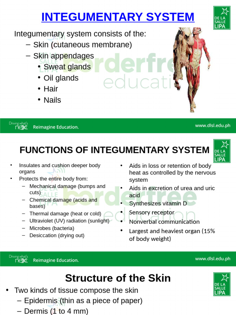 6 Powerpoint Integumentary System 1 Autosaved | PDF