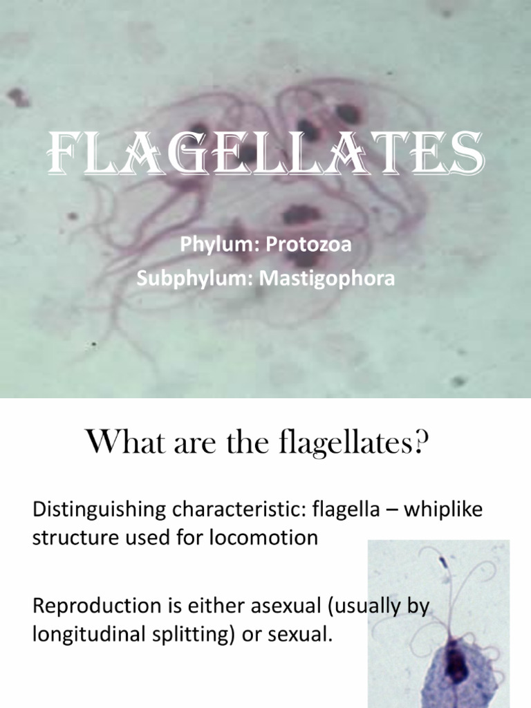 Flagellates 1 | PDF