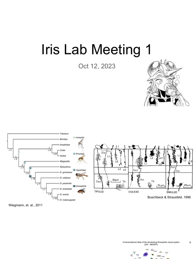 IDL - Lab Meeting 1 | PDF