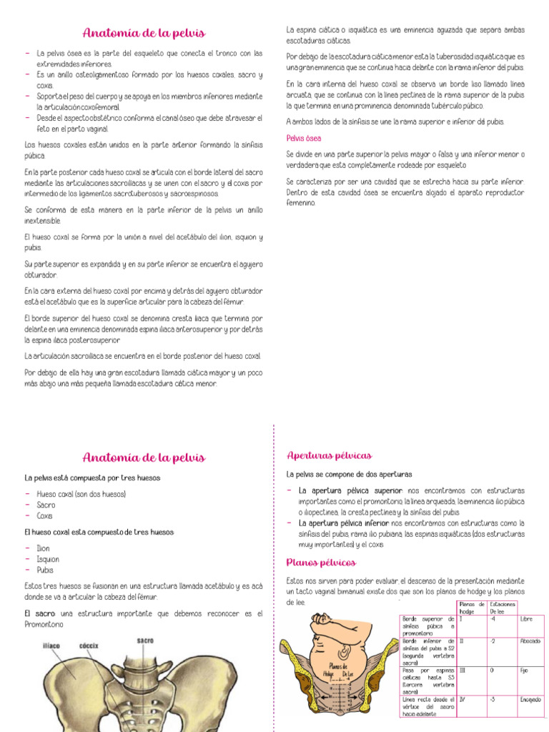 Anatomía De La Pelvis Pdf