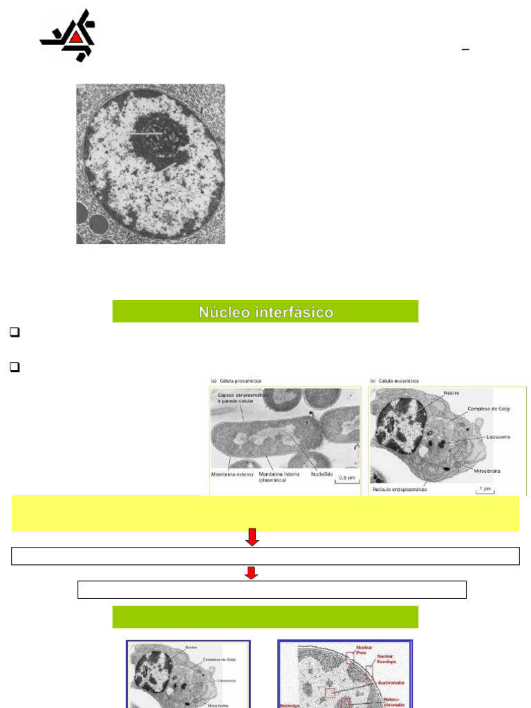 Aula 8 N Cleo Interf Sico | PDF