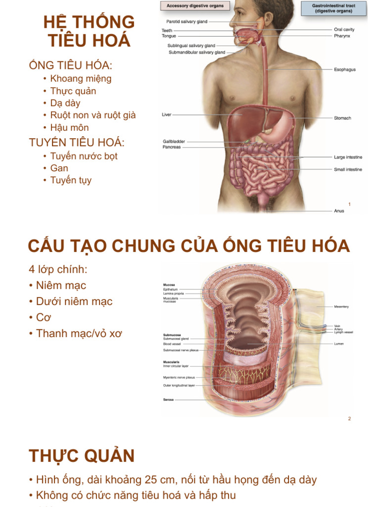 TH GPB - TIÊU HOÁ | PDF