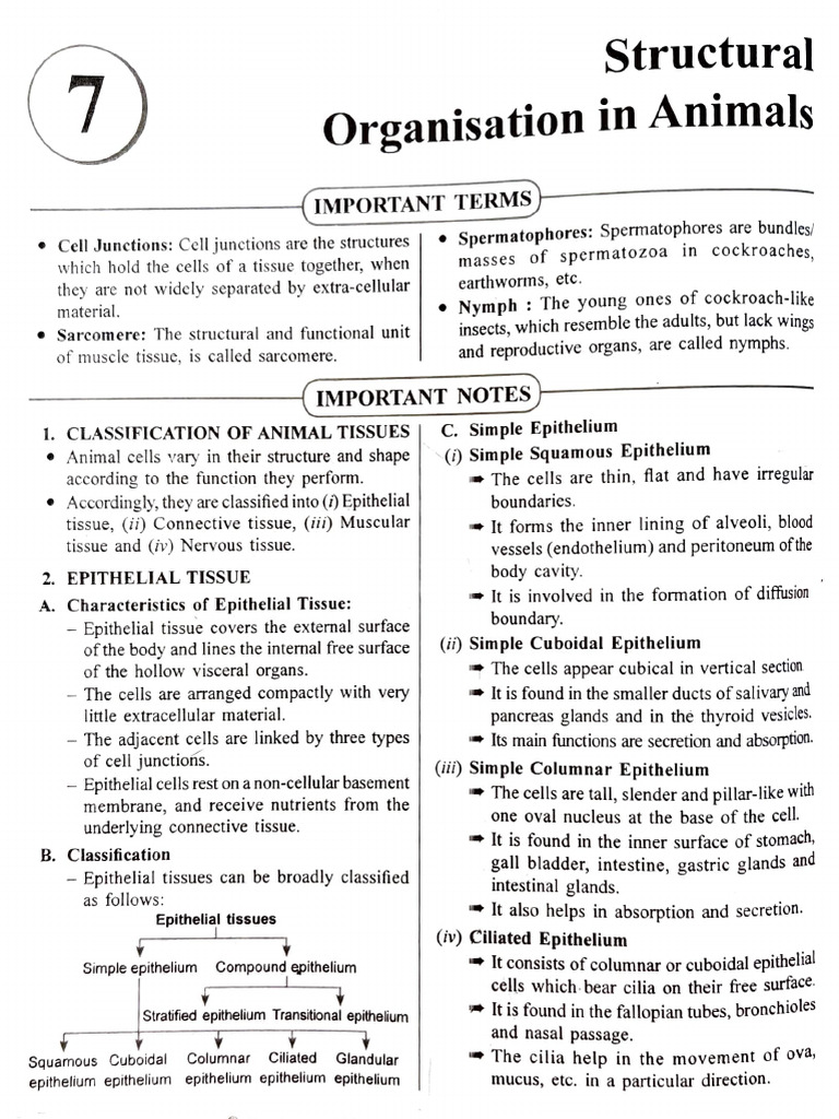Overview of Animal Tissues and Cockroach Anatomy | PDF | Epithelium ...