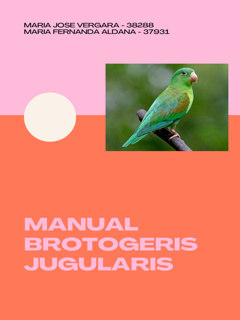 Manual Brotogeris jugularis | PDF
