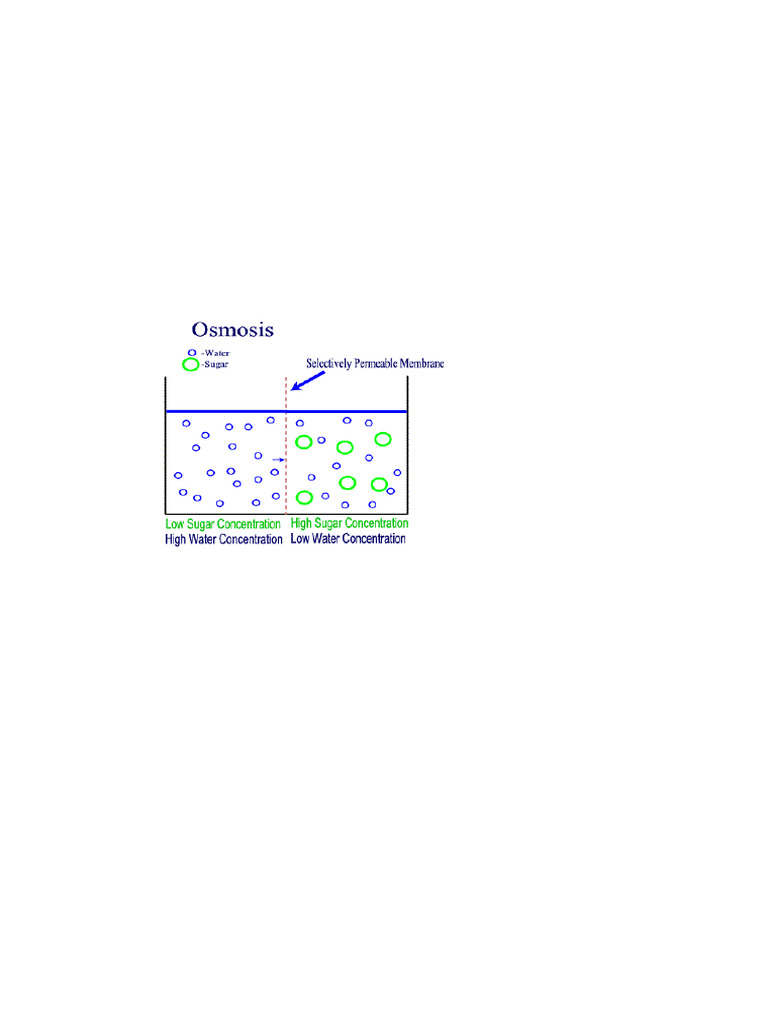 Grade 10 Science Worksheet: Osmosis & Diffusion | PDF | Osmosis | Physiology
