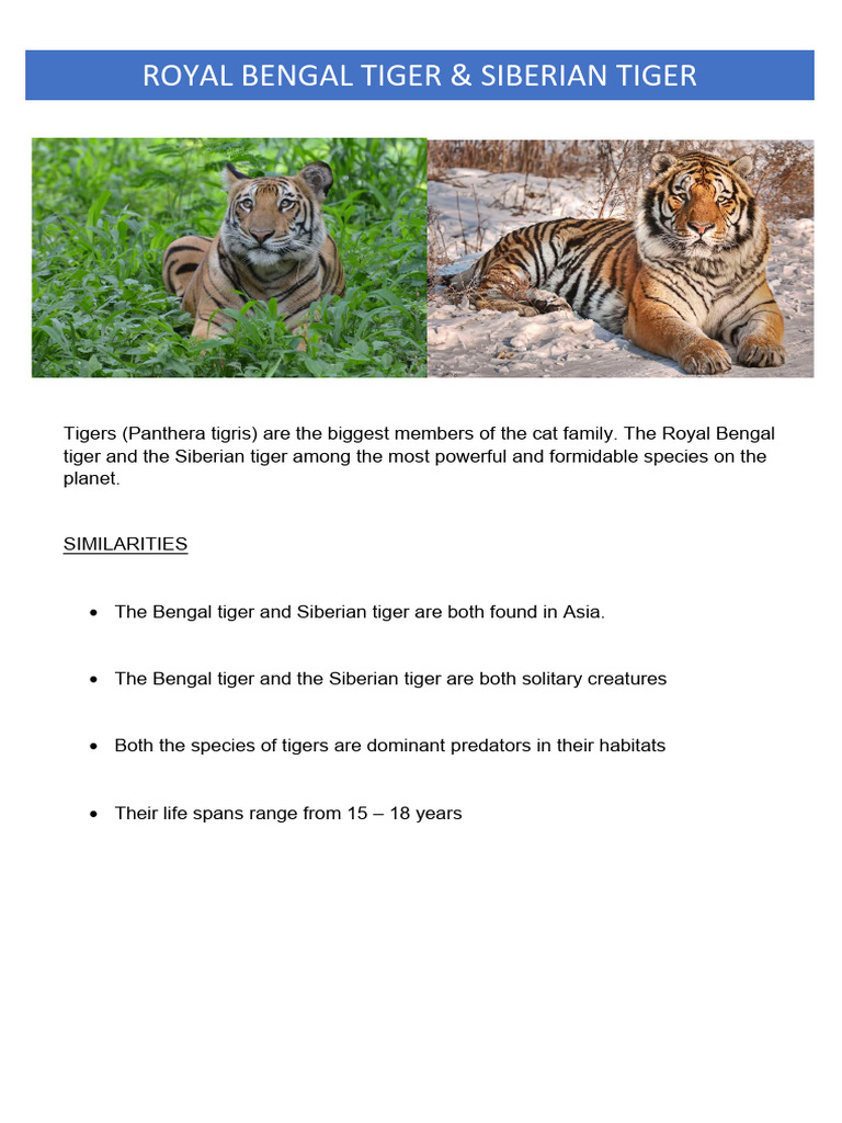 Tigers | PDF