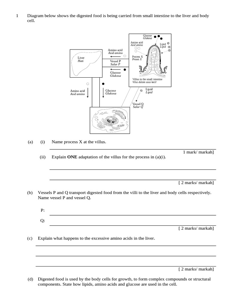digestive system | PDF