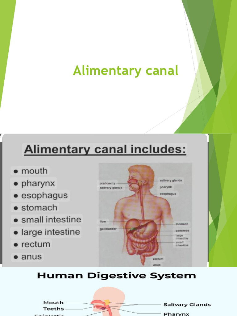 Alimentary canal anatomy | PDF