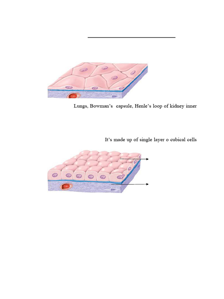 IMAGES of Epithelial Tissues | PDF