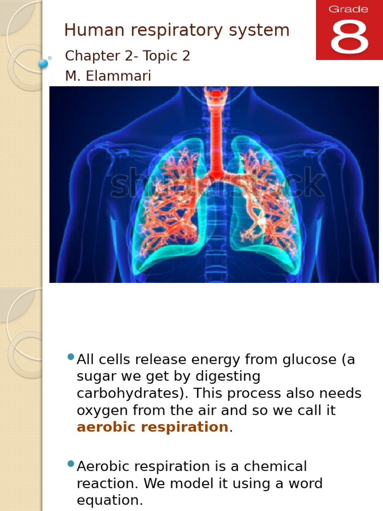 Human Respiratory System - Topic 6 | PDF