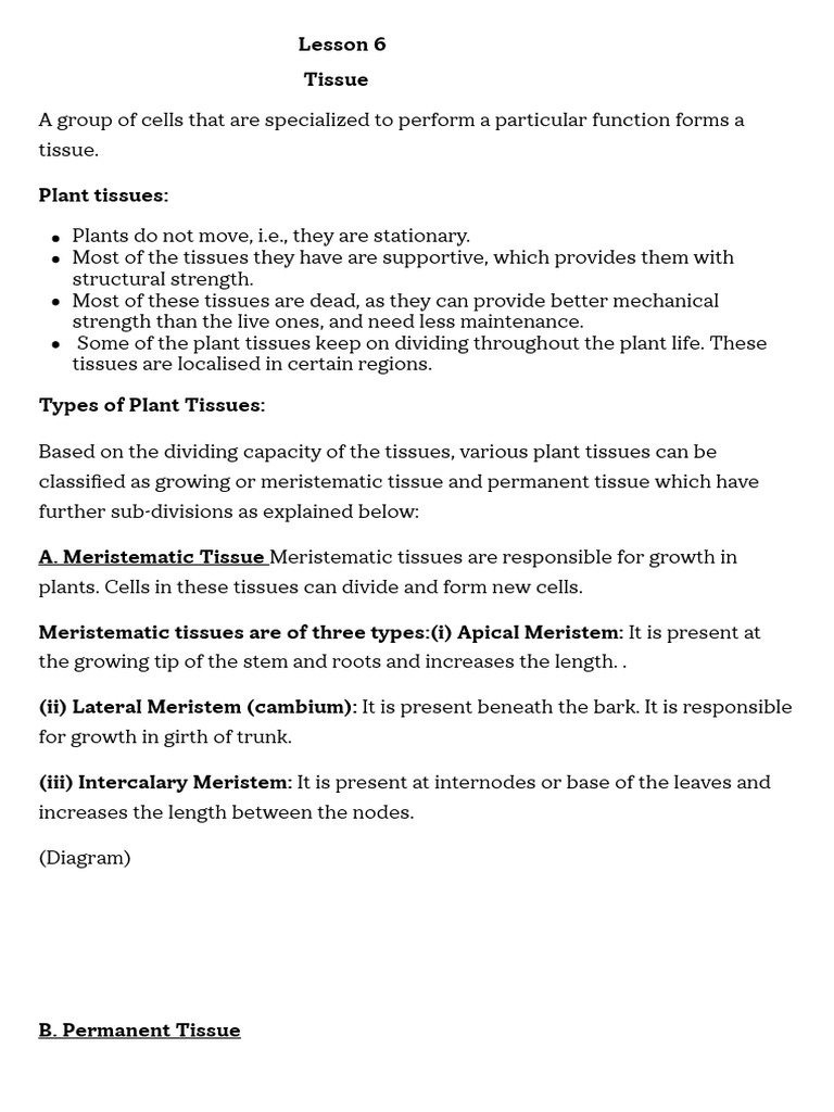 CLass 9 - PLANT TISSUE Notes - Verified - Docx 20240805 190721 0000 | PDF