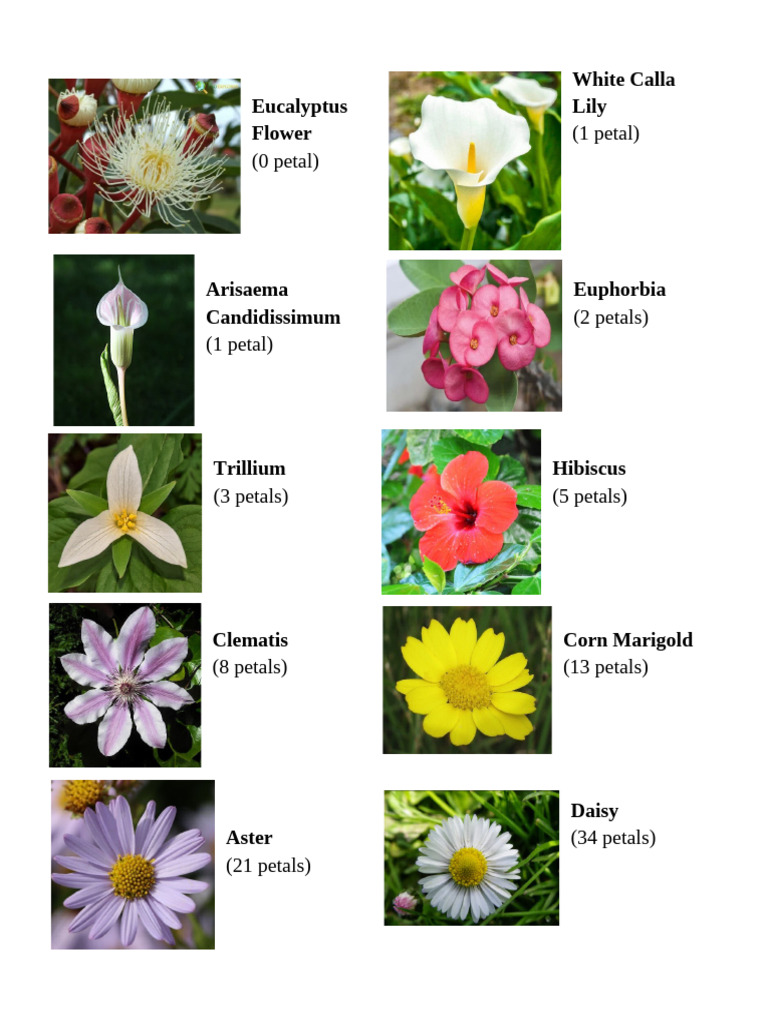 Fibonacci Sequence | PDF