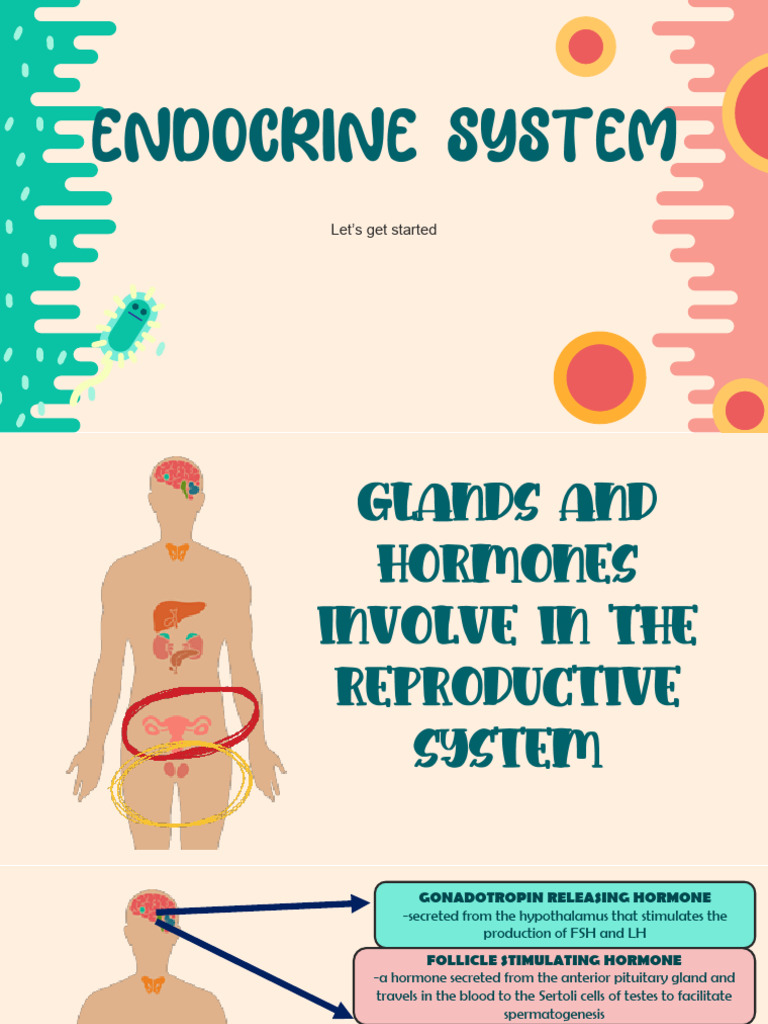 Endocrine Notes | PDF