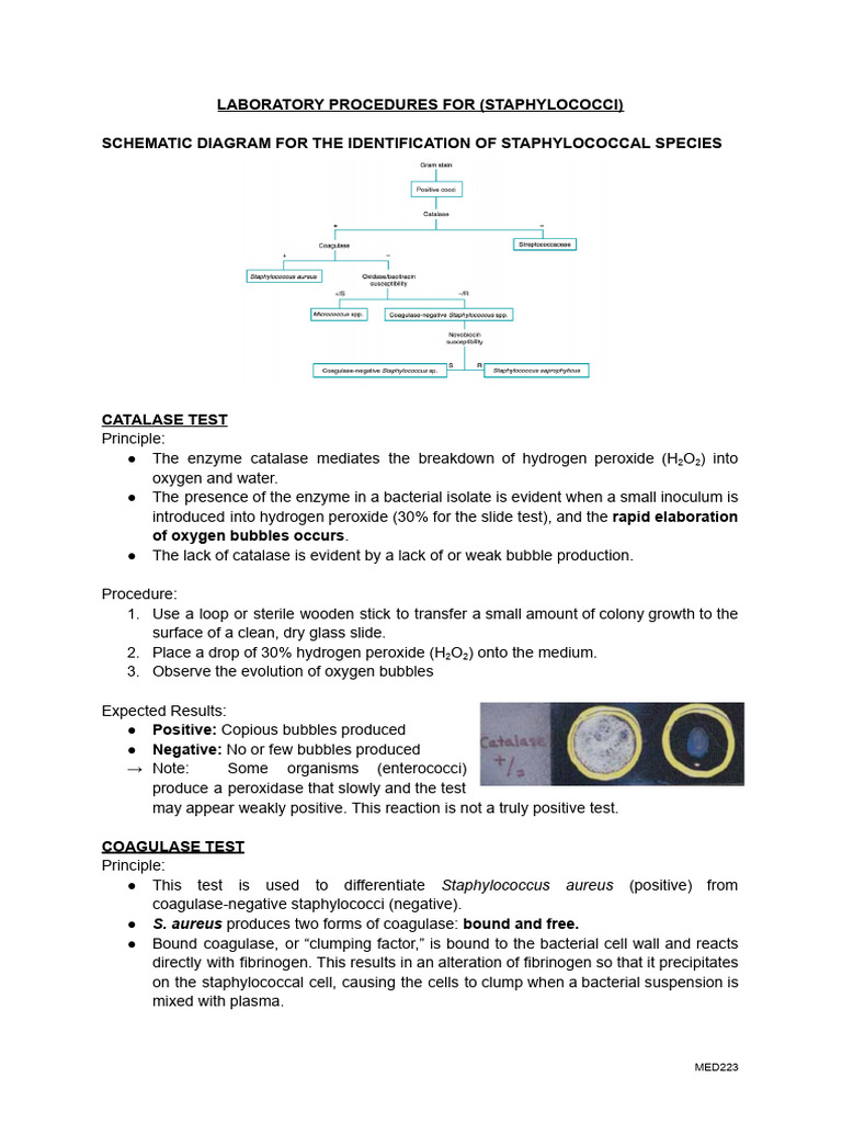 Staph Id & Strep Id | PDF