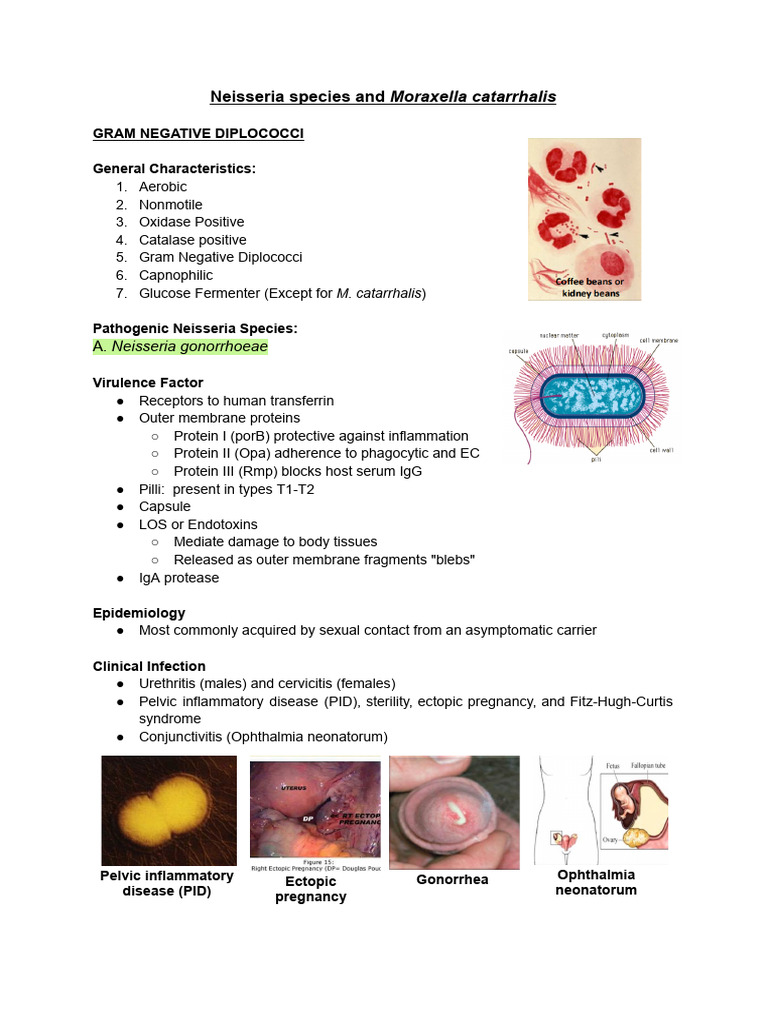 Neisseria SPP and Moraxella Catarrhalis | PDF