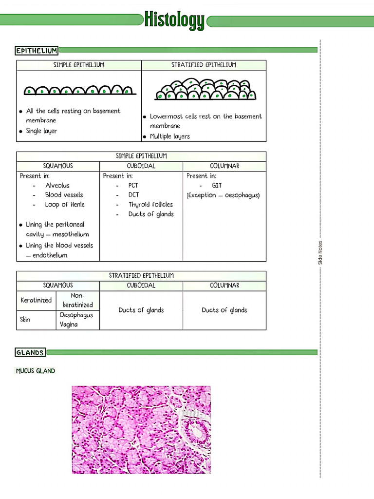 Histology | PDF