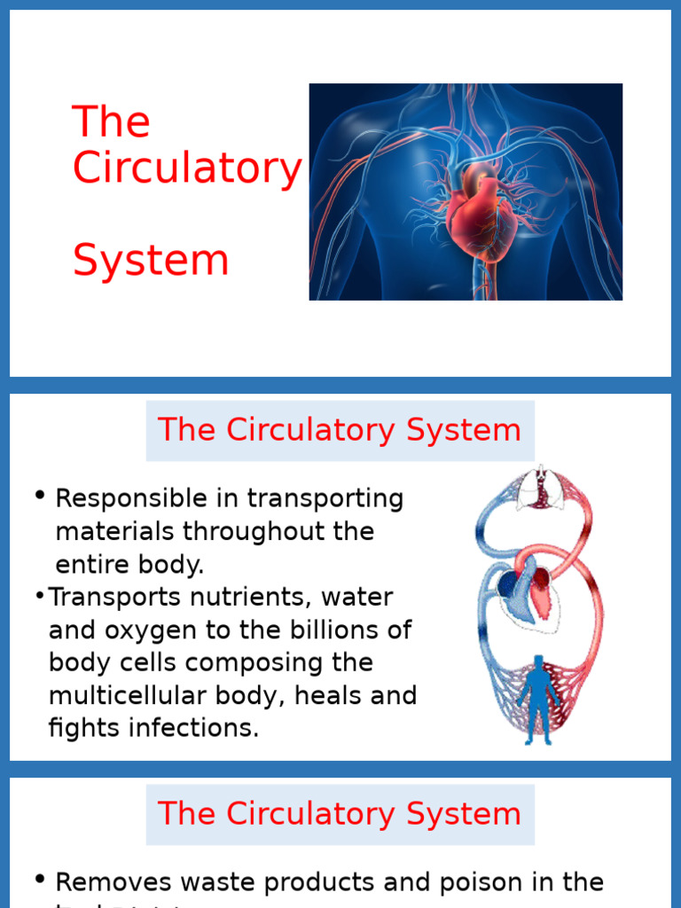 Circulatory System (2) | PDF
