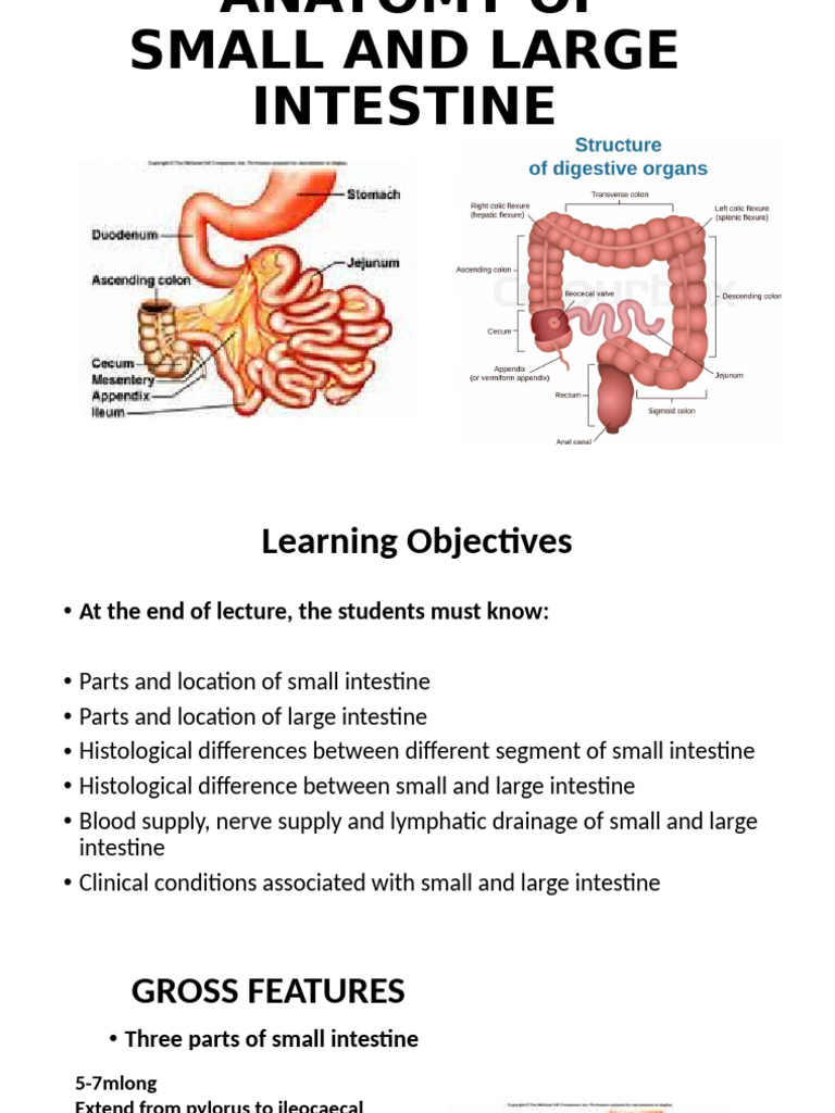 Gross Anatomy of Small and Large Intestine | PDF