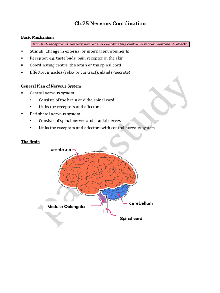 Giveaway - Nervous Coordination | PDF