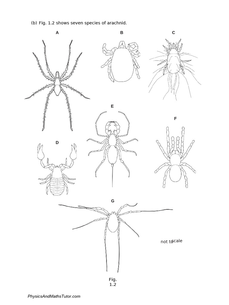 Arachnid Species Identification Key | PDF | Science & Mathematics