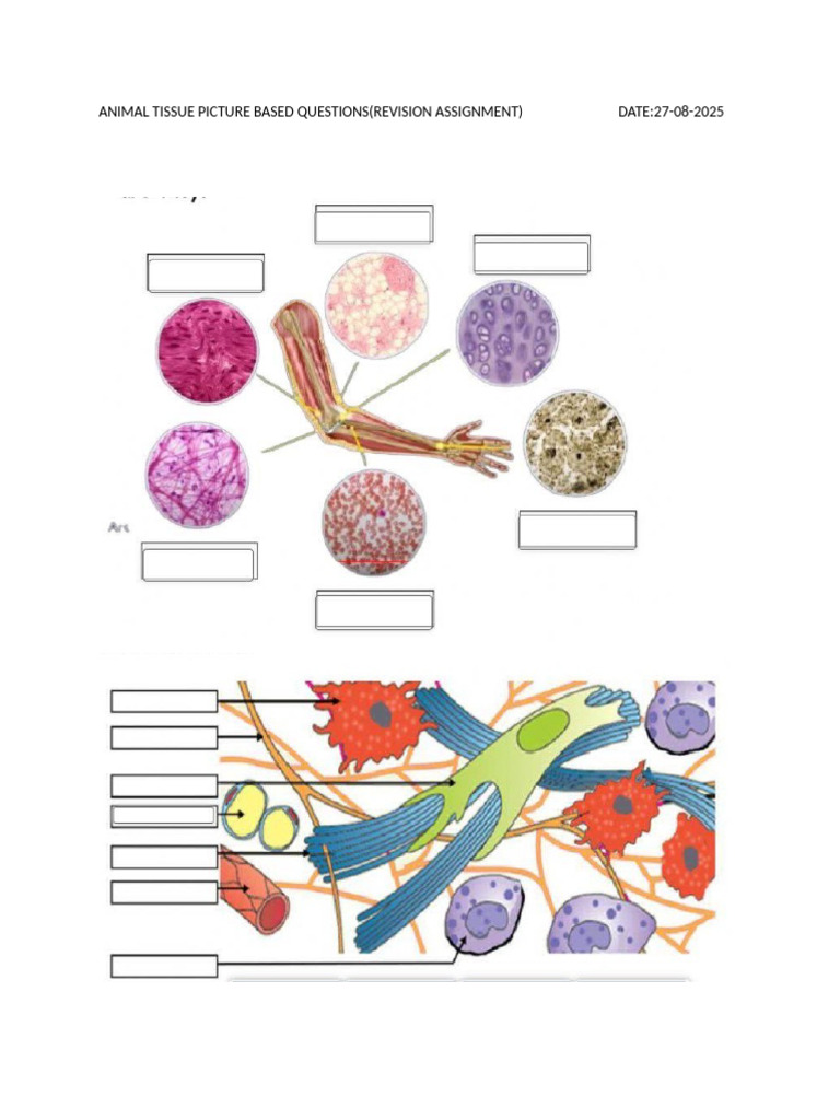 Animal Tissue Picture Based Questions | PDF
