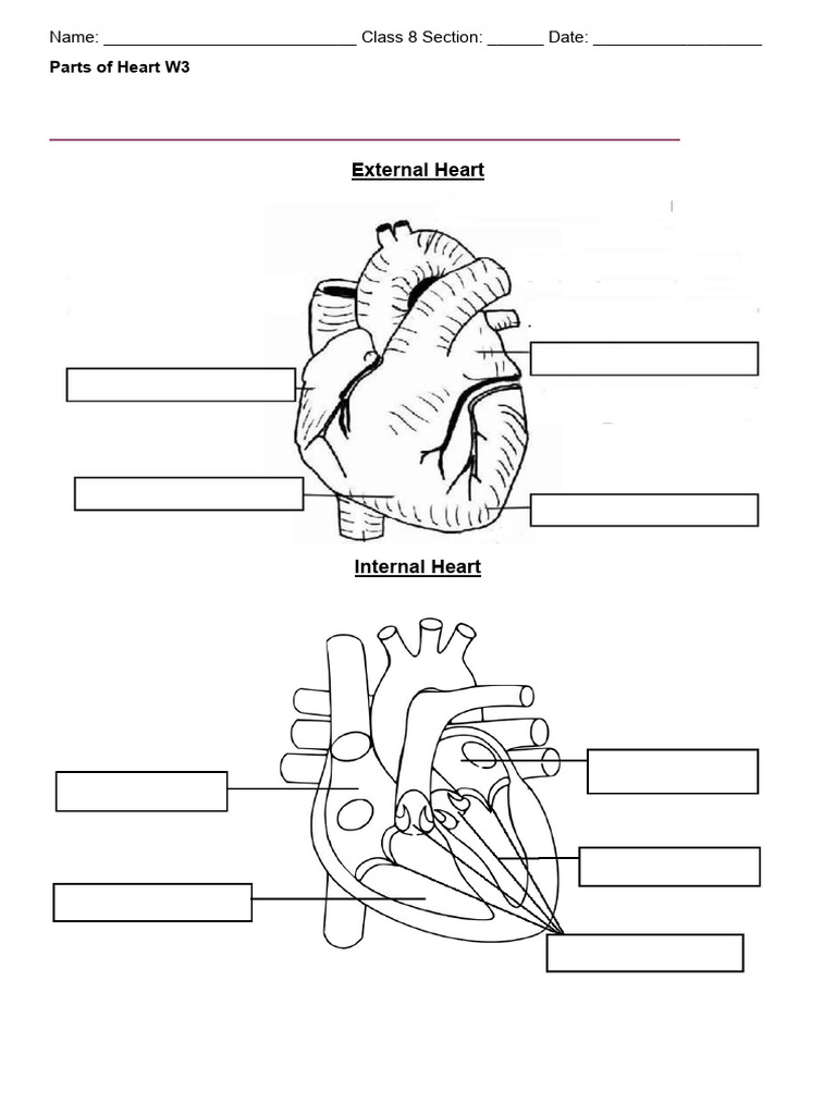 heart | PDF
