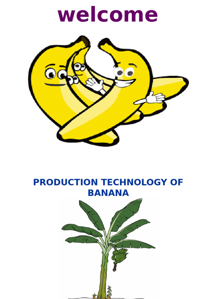 Banana | PDF