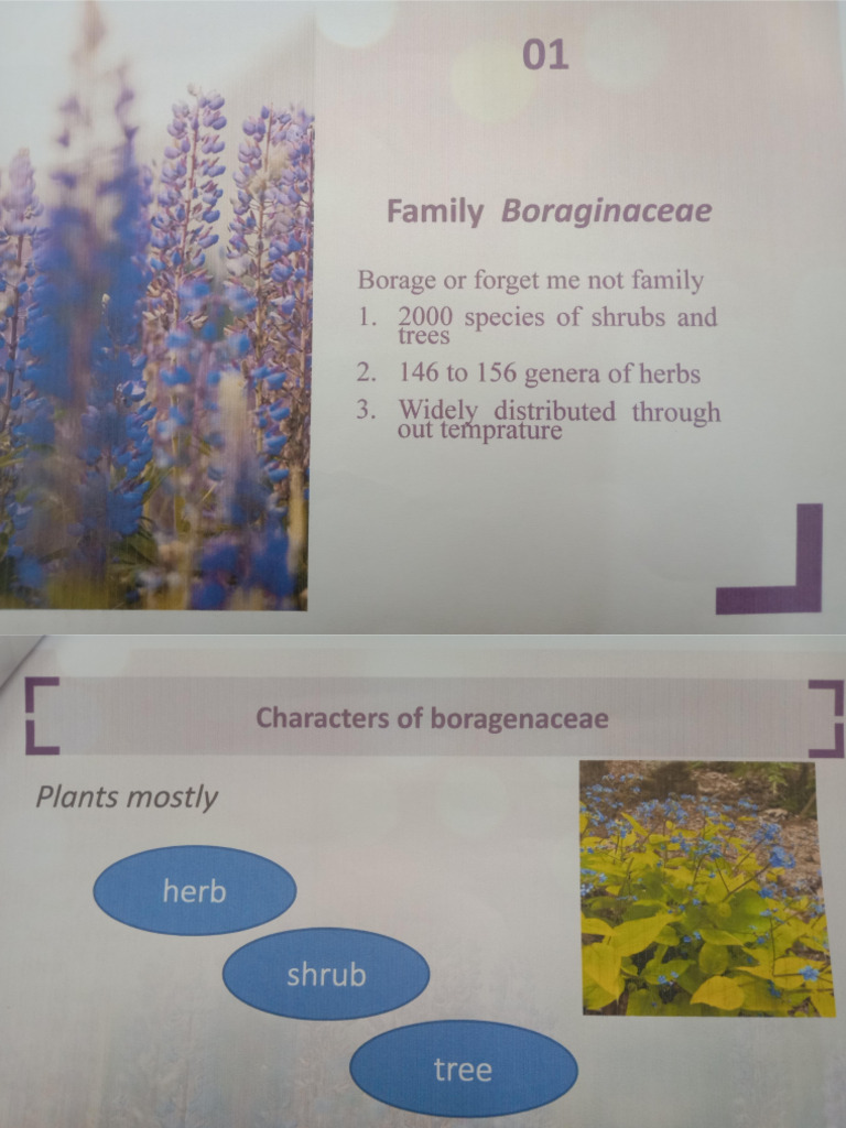 DR - Yasir Ihtesham (Mphil Botany 2nd Sem) Terminal. | PDF