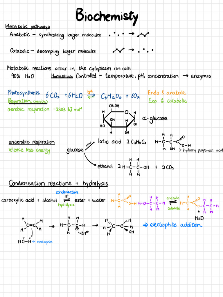 Option B - Biochemistry | PDF