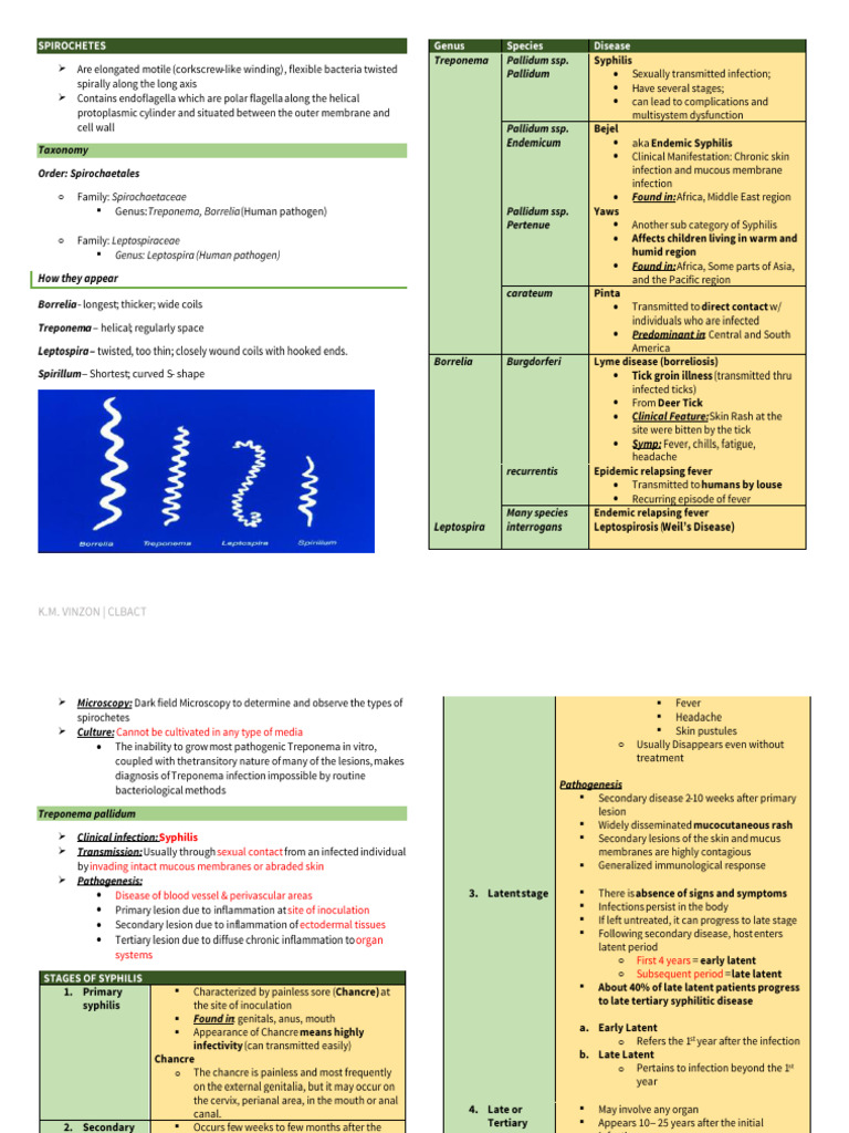 SPIROCHETES | PDF