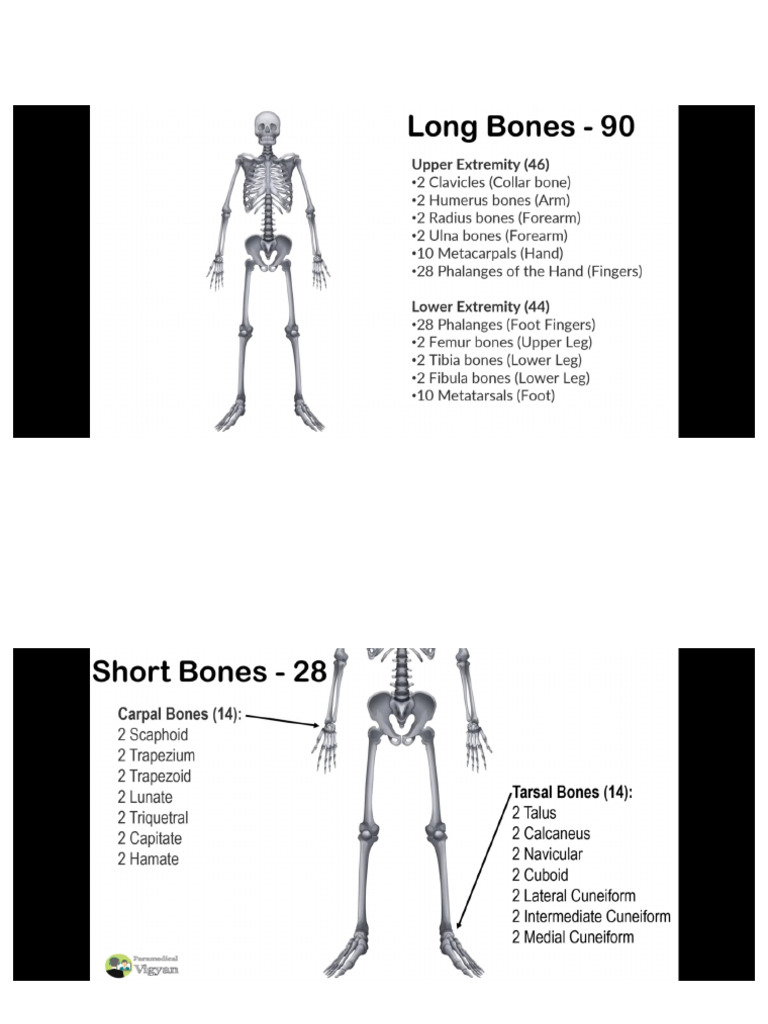 206 Bones | PDF