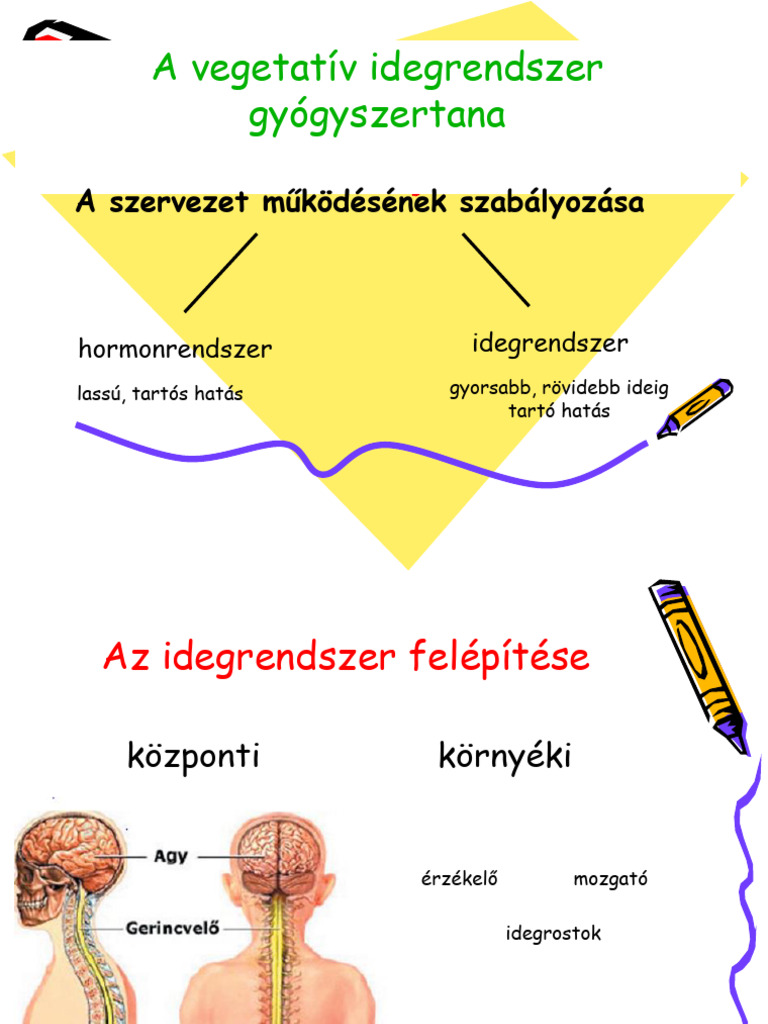 28 - Vegetatív Idegrendszer | PDF