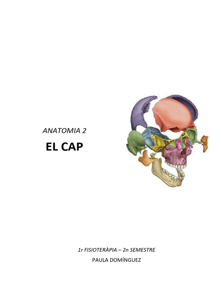 Anatomía De La Cabeza Pdf