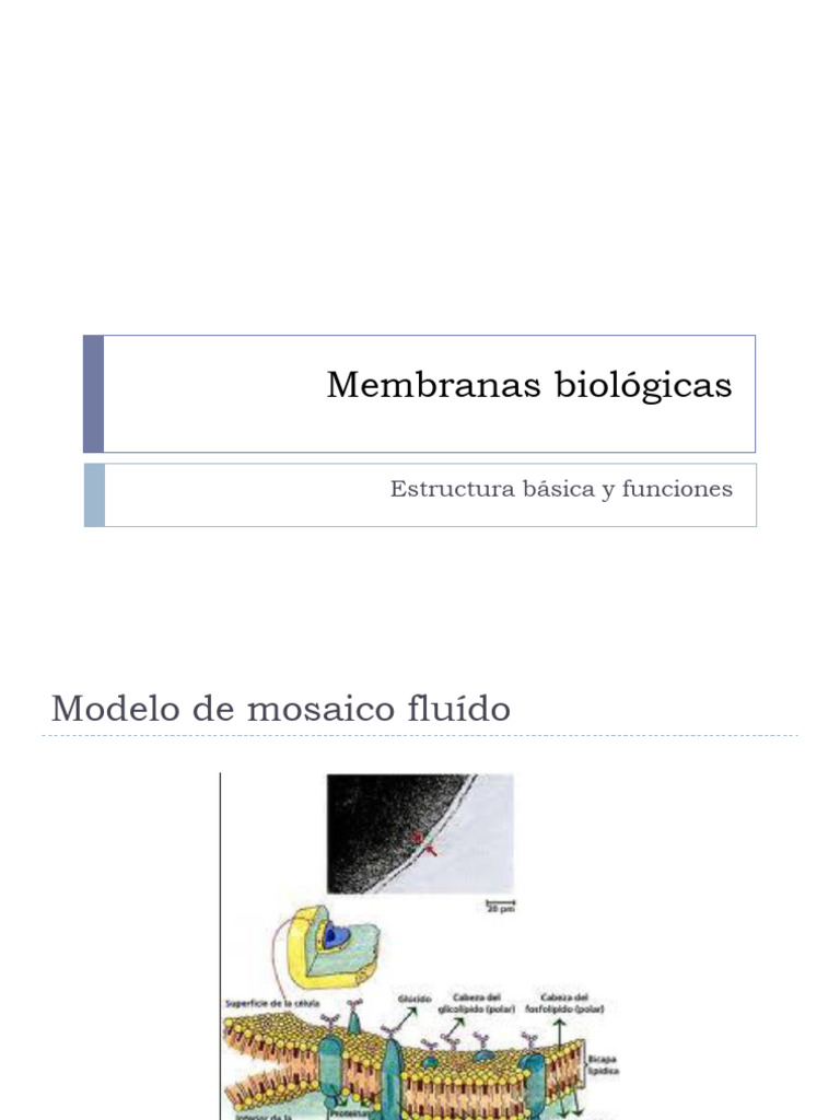 Membranas biológicas | PDF