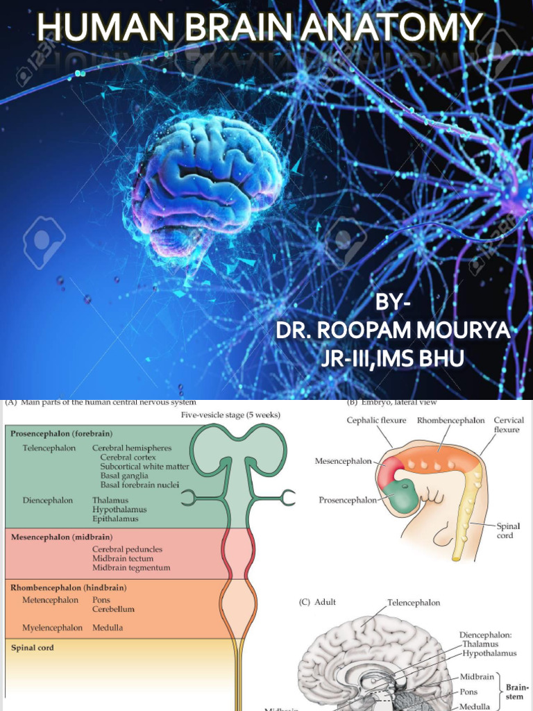 'Human Brain Anatomy | PDF
