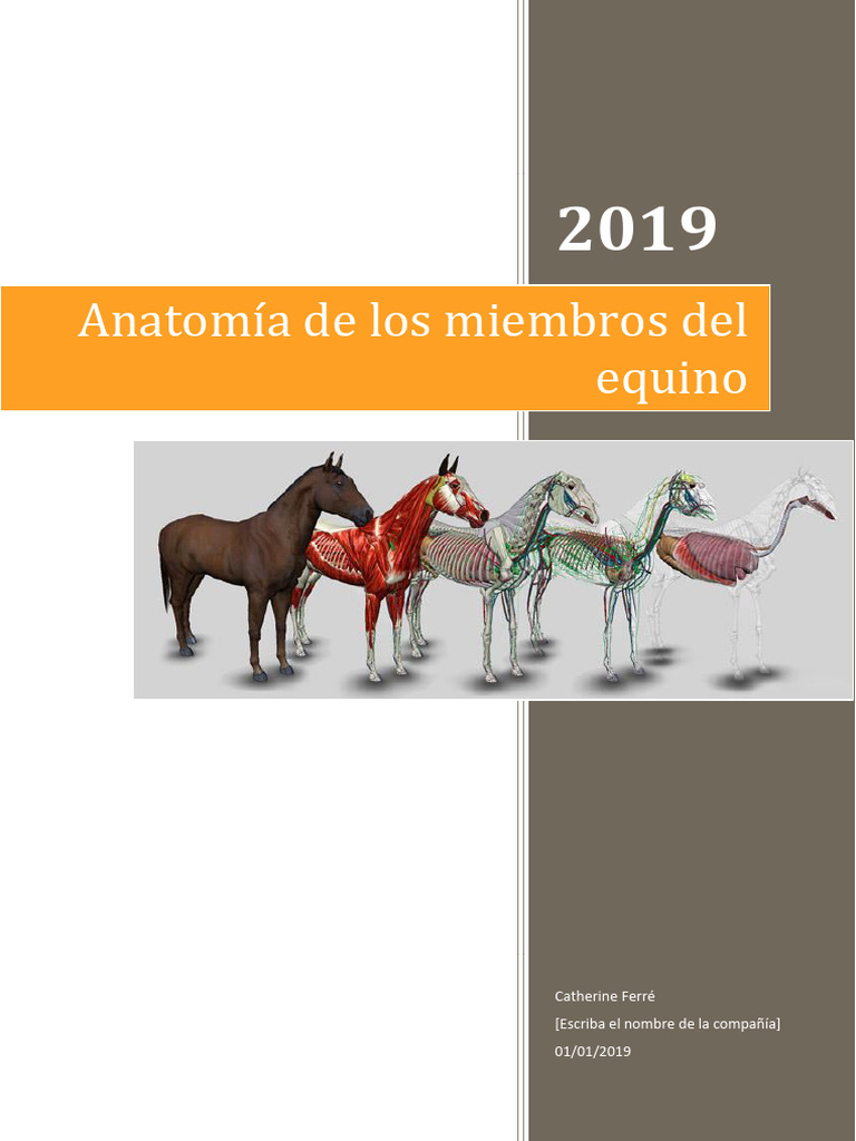 ANATOMIA DE LOS MIEMBROS Equino | PDF