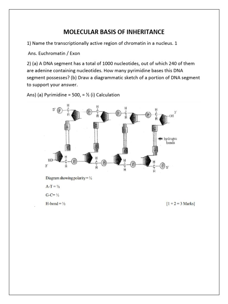 Molecular Basis of Inheritance | PDF