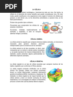 DELTISONA B 4 40mg Prospecto Paciente | PDF | Alergia | Asma