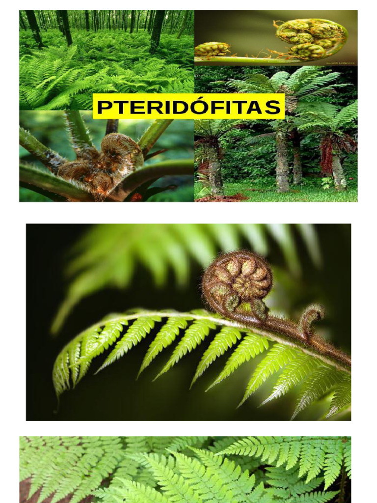 PTERIDÓFITAS | PDF | Samambaia | Plantas