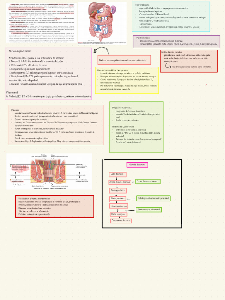 Abdômen Pelve E Períneo 4 | PDF