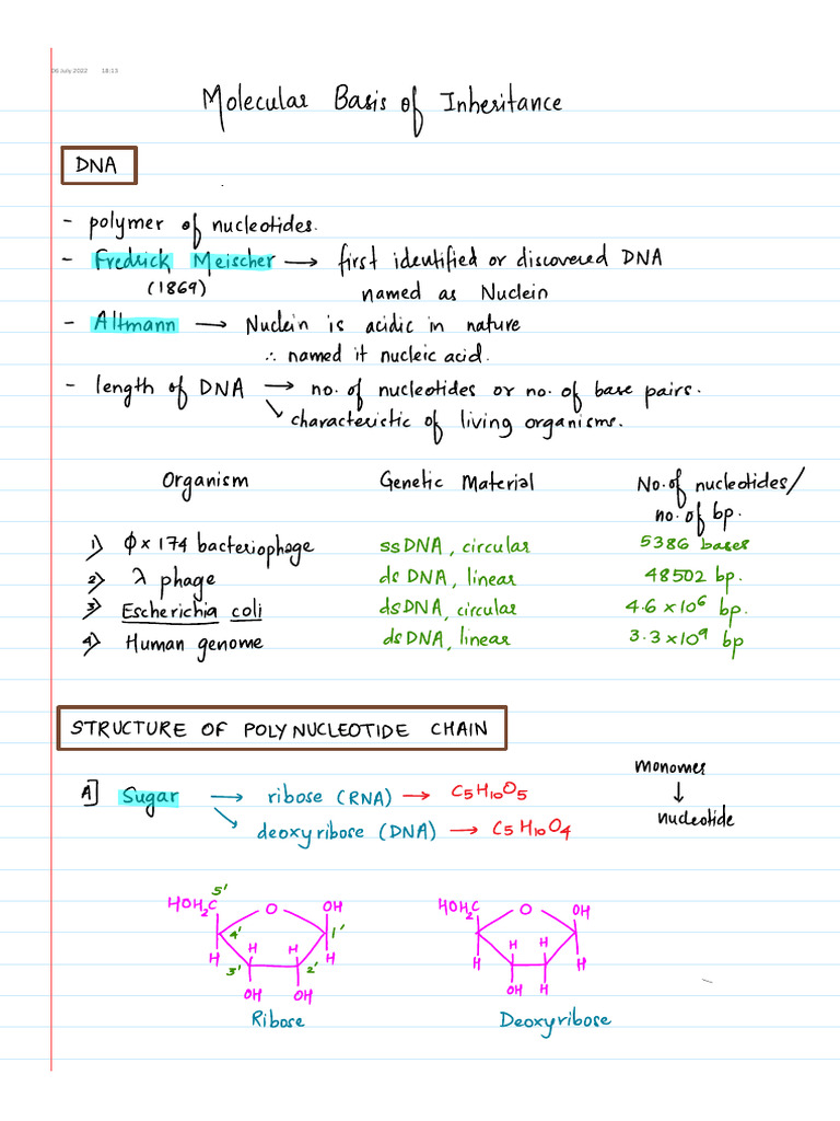 Molecular Basis of Inheritance (Complete) | PDF