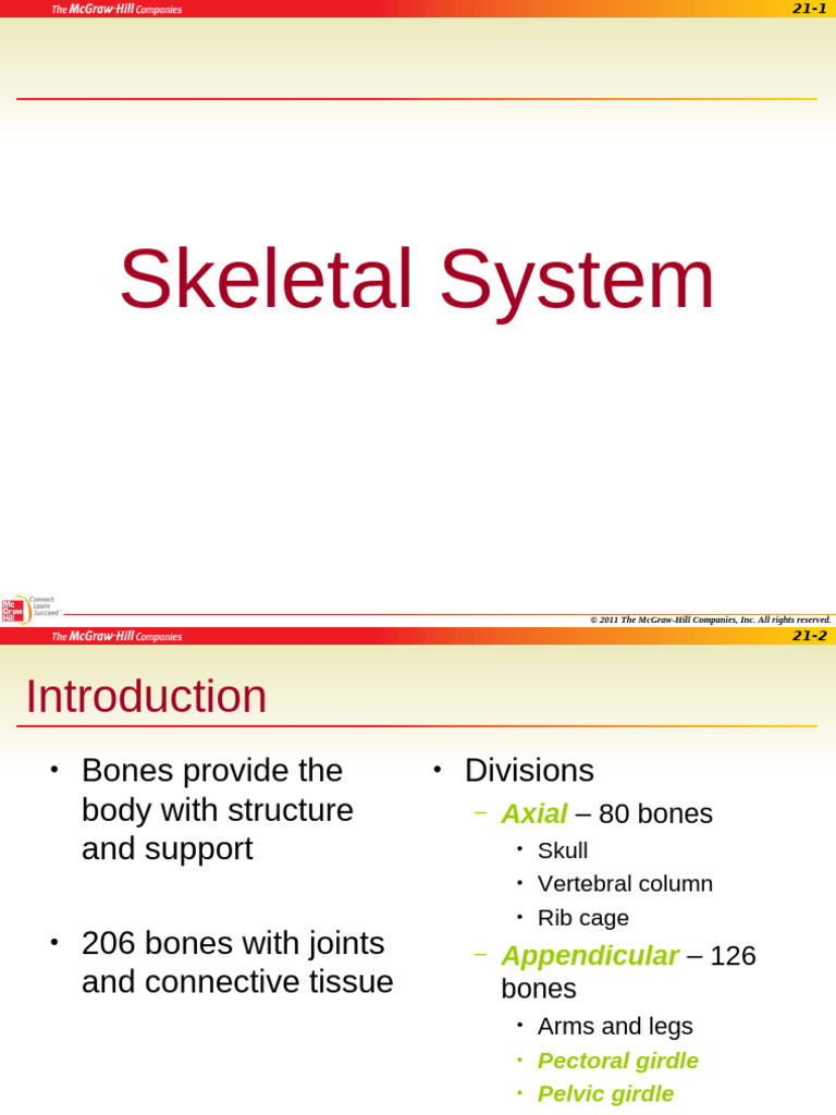 Skeletal System | PDF | Bone | Vertebral Column