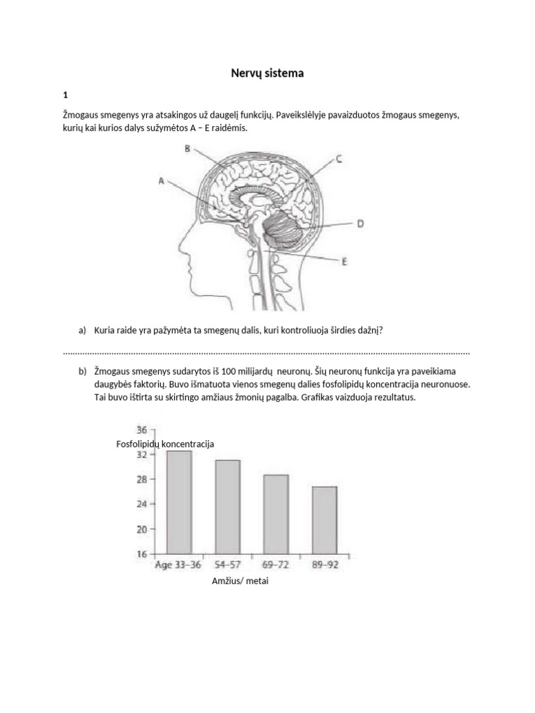 Nervu - Sistema | PDF